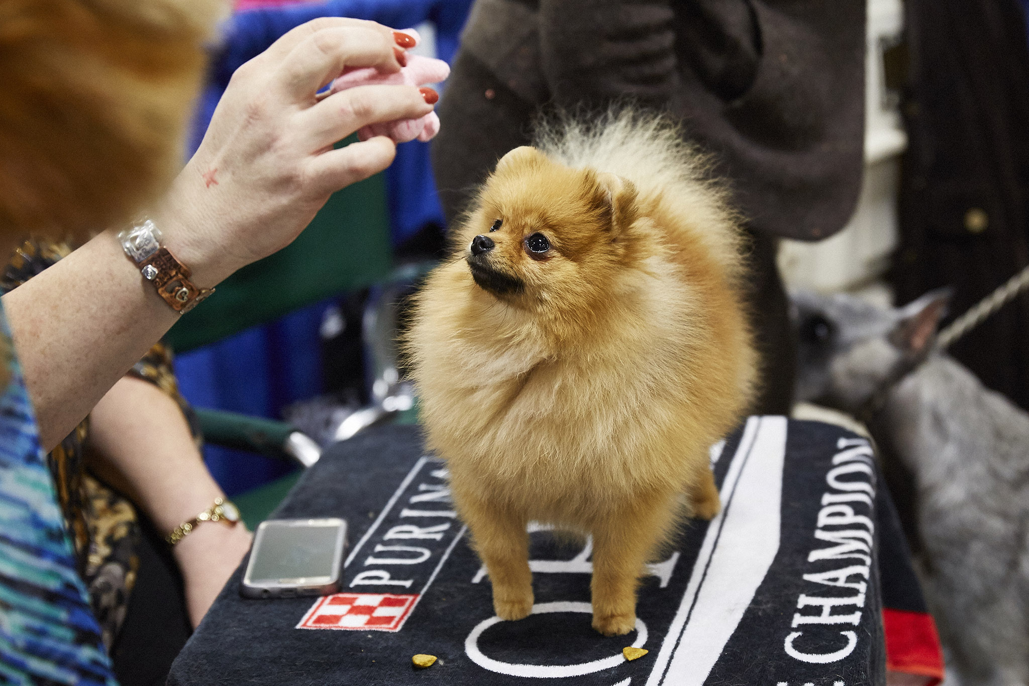20 ridiculously cute photos from the National Dog Show outside Philly