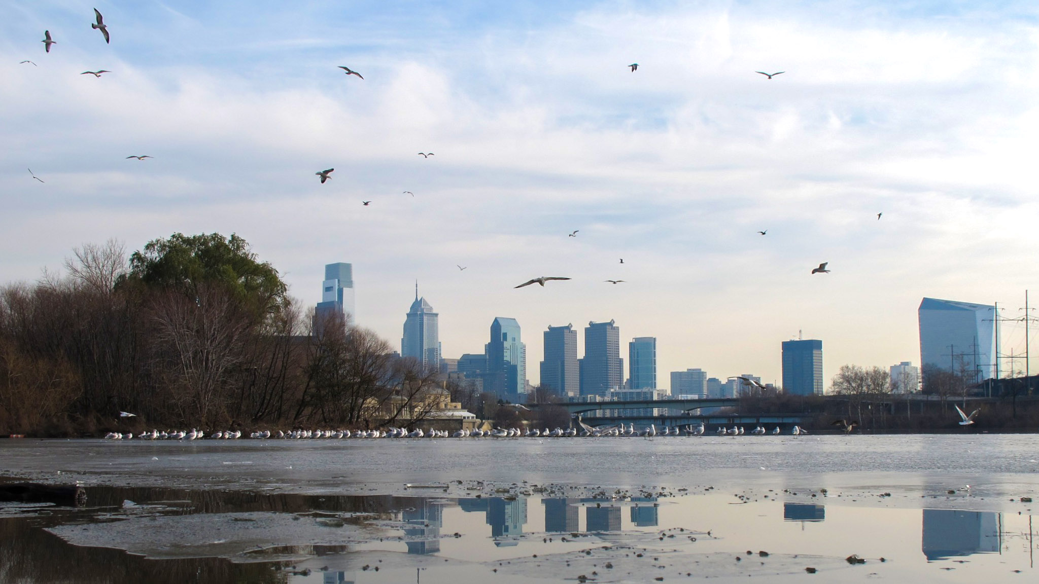 For migrating birds, the Philly skyline can be deadly