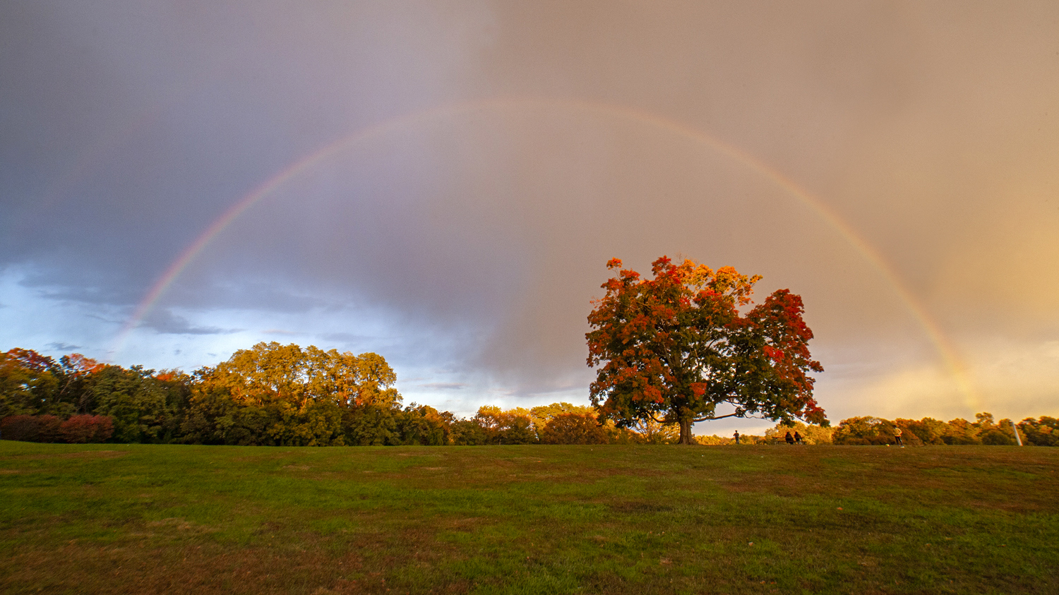 Photo tribute to Belmont Plateau sugar maple, felled after nearly a ...