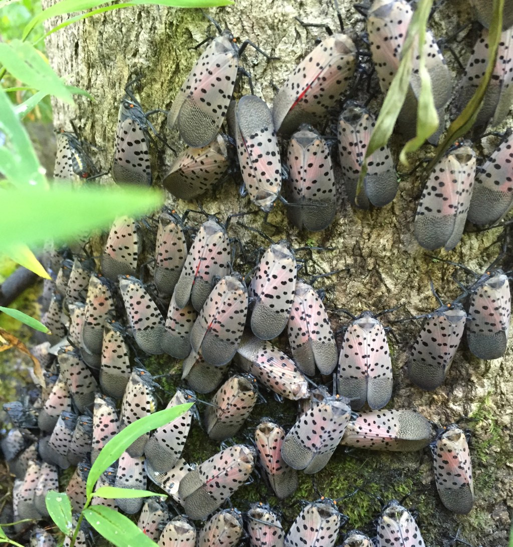 What to know as spotted lanternflies arrive in Philadelphia - On top of ...