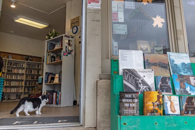 Meet Philadelphia’s bookstore cats: Who they are and where to find them ...