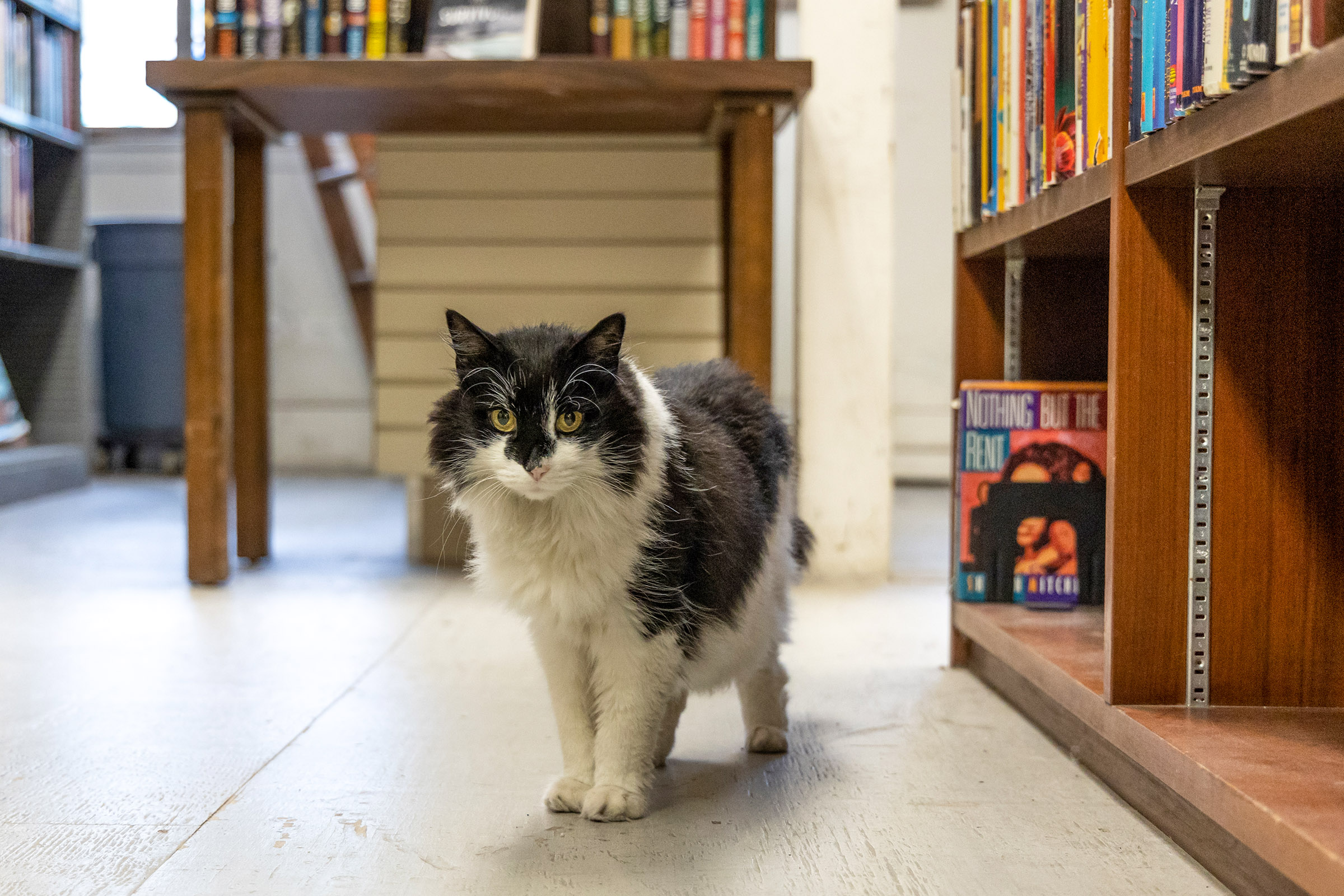 Meet Philadelphia’s bookstore cats: Who they are and where to find them ...