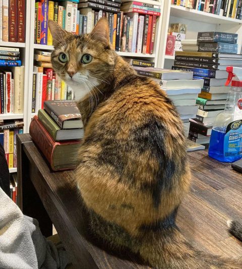 Meet Philadelphia’s bookstore cats: Who they are and where to find them ...