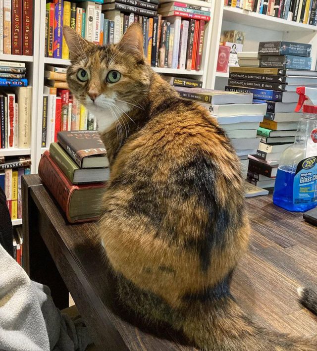 Meet Philadelphia’s bookstore cats: Who they are and where to find them ...