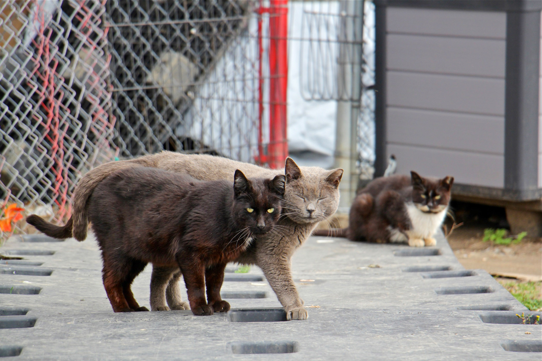 New Pa. House speaker declares Independent; Philly's avoids stray cat ...