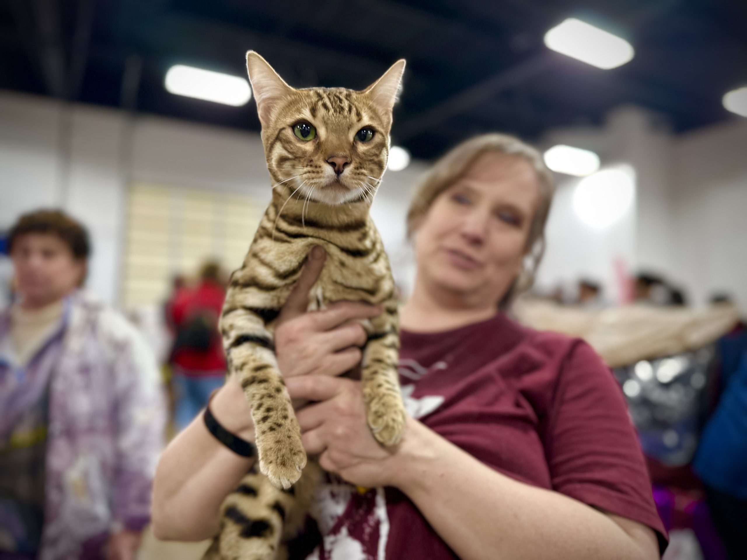 Catstravaganza: Photos from the 2024 Philadelphia cat show