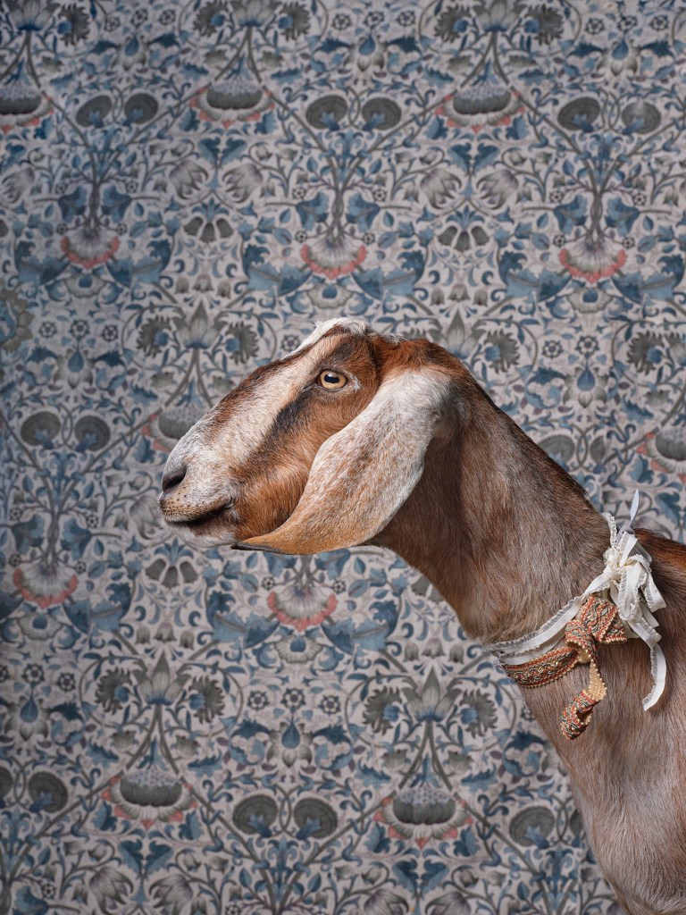 These goats spent a night on the town with Philadelphia’s art world